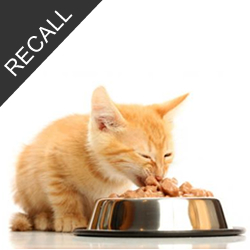 Cat Food Recall | Safe Pet Treats
